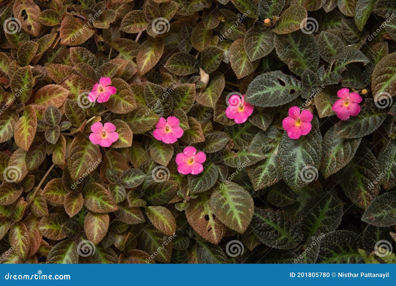 Episcia Plant With Green Leaf Royalty-Free Stock Photography ...