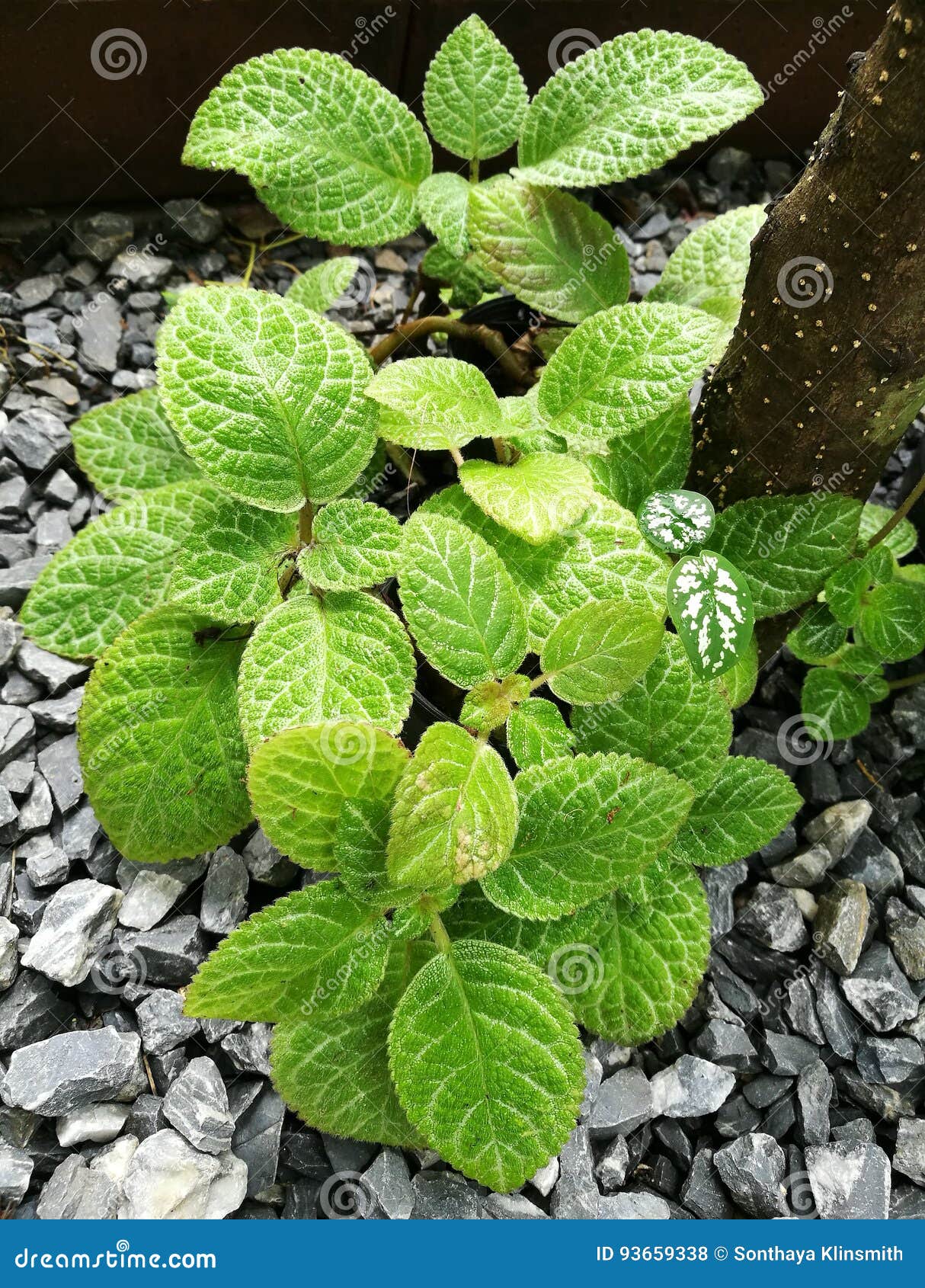 Episcia plant stock photo. Image of stones, botany, white - 93659338