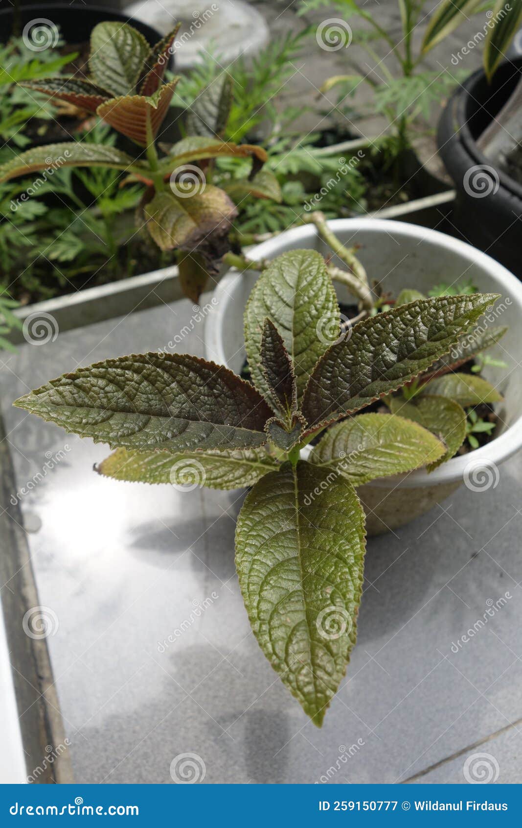Episcia Plants. Its Can Be Grow on the Pot Stock Image - Image of ...