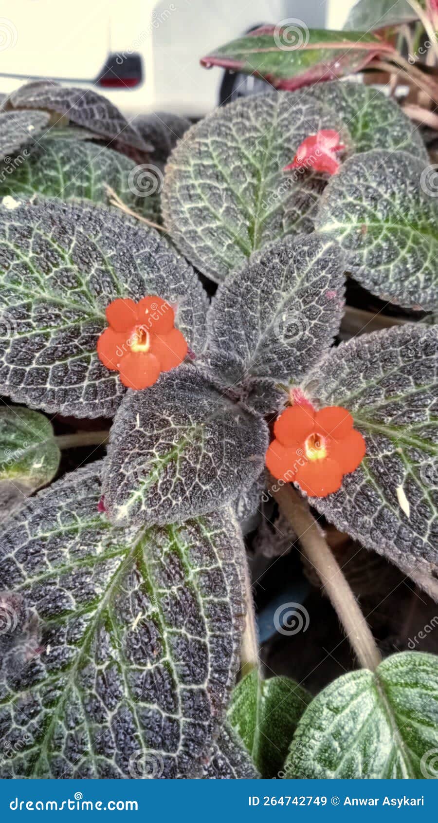 Episcia Leaf Texture Stock Photography | CartoonDealer.com #233518514