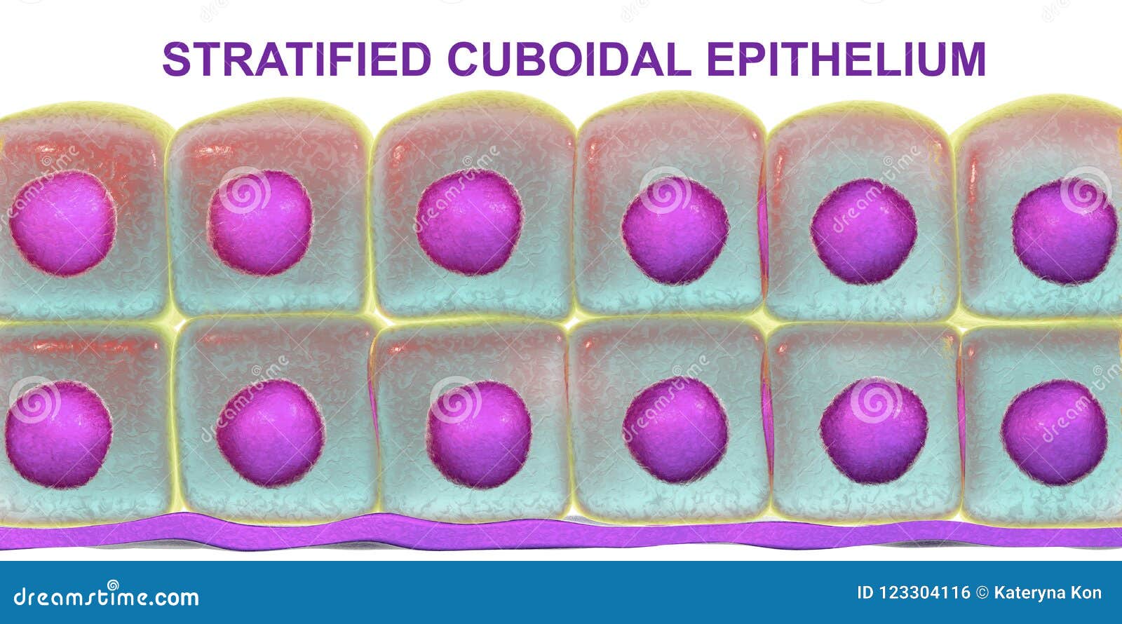 Epitelio Cuboidal Estratificado Stock de ilustración - Ilustración de ...