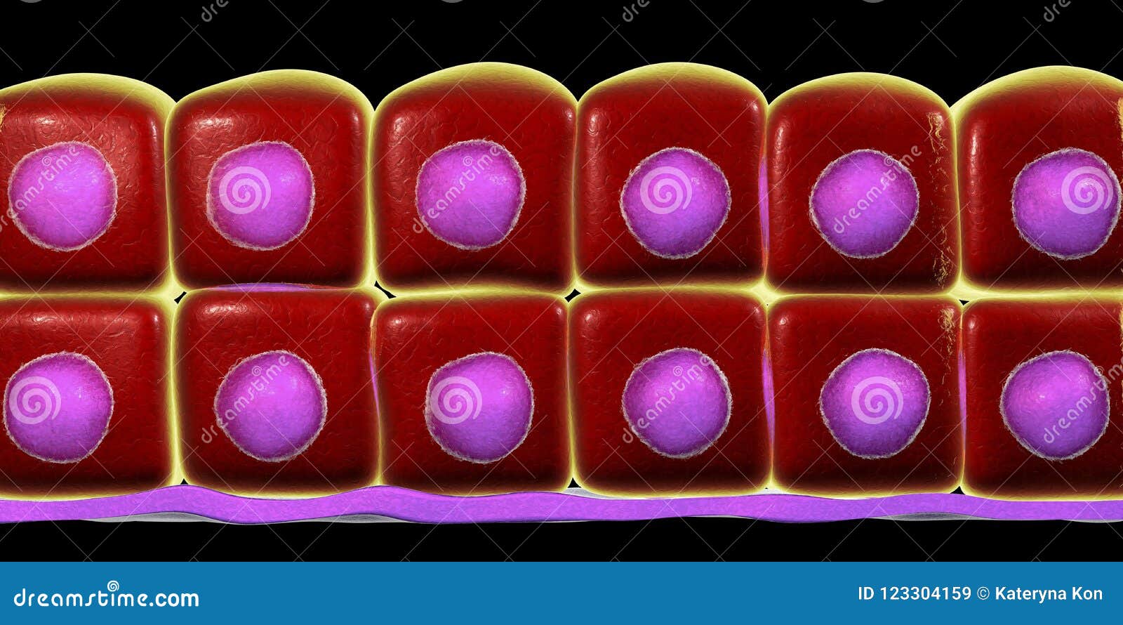 Epitelio Cuboidal Estratificado Stock de ilustración - Ilustración de ...