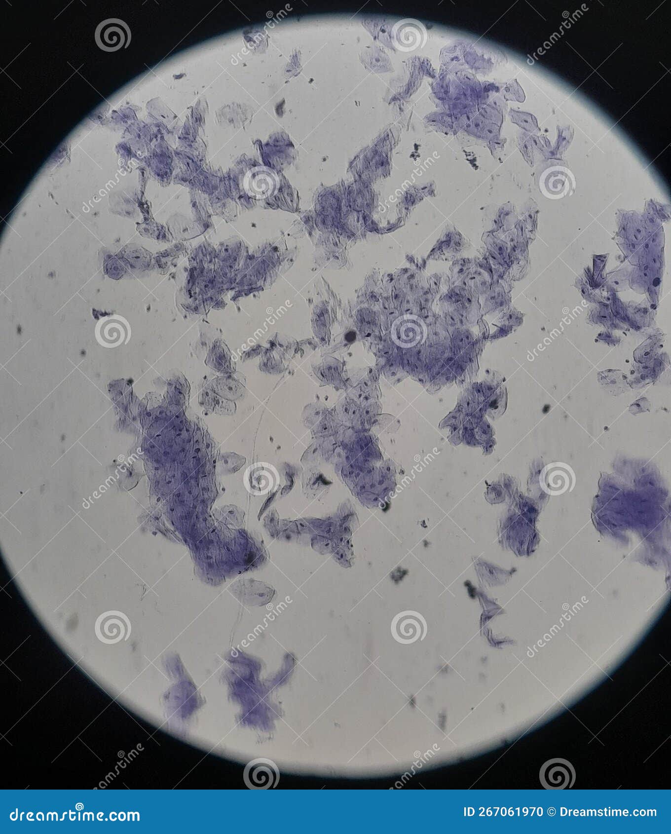 Epithelial Cells of Human Oral Cavity Under the Microscope Stock Photo ...