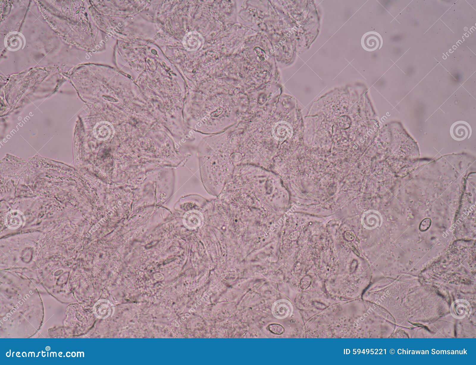 Epithelial cells stock image. Image of microscope, histology - 59495221