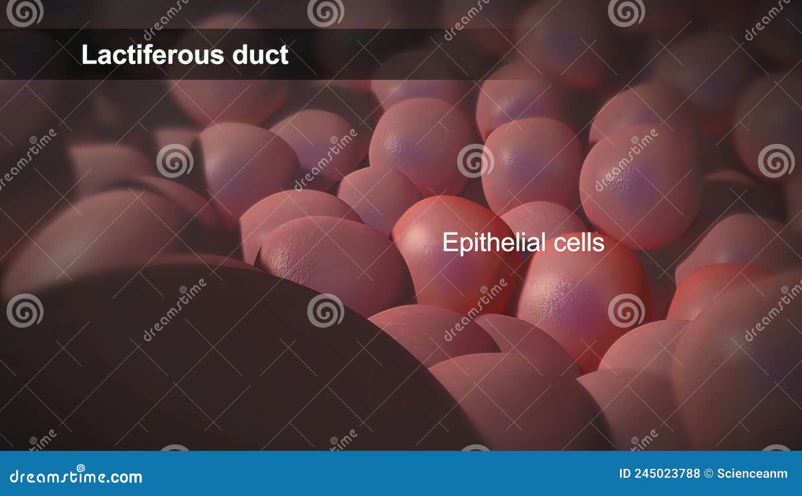 Epithelial Cells are a Type of Cell that Lines the Surfaces of Your ...