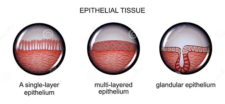 Epithelial Tissue. Types of Epithelium Stock Vector - Illustration of ...