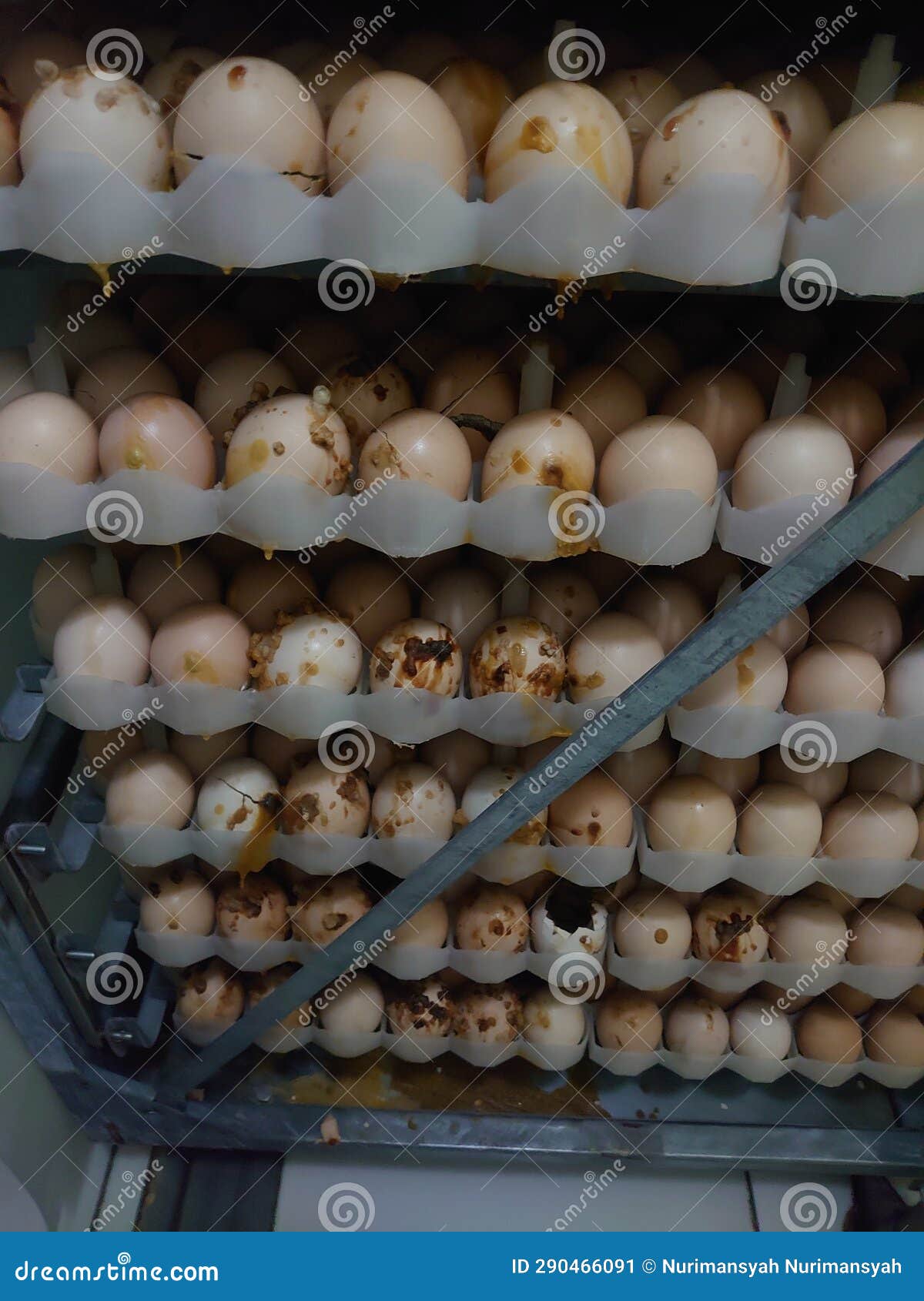 Eplodes Hatching egg stock image. Image of livebird - 290466091
