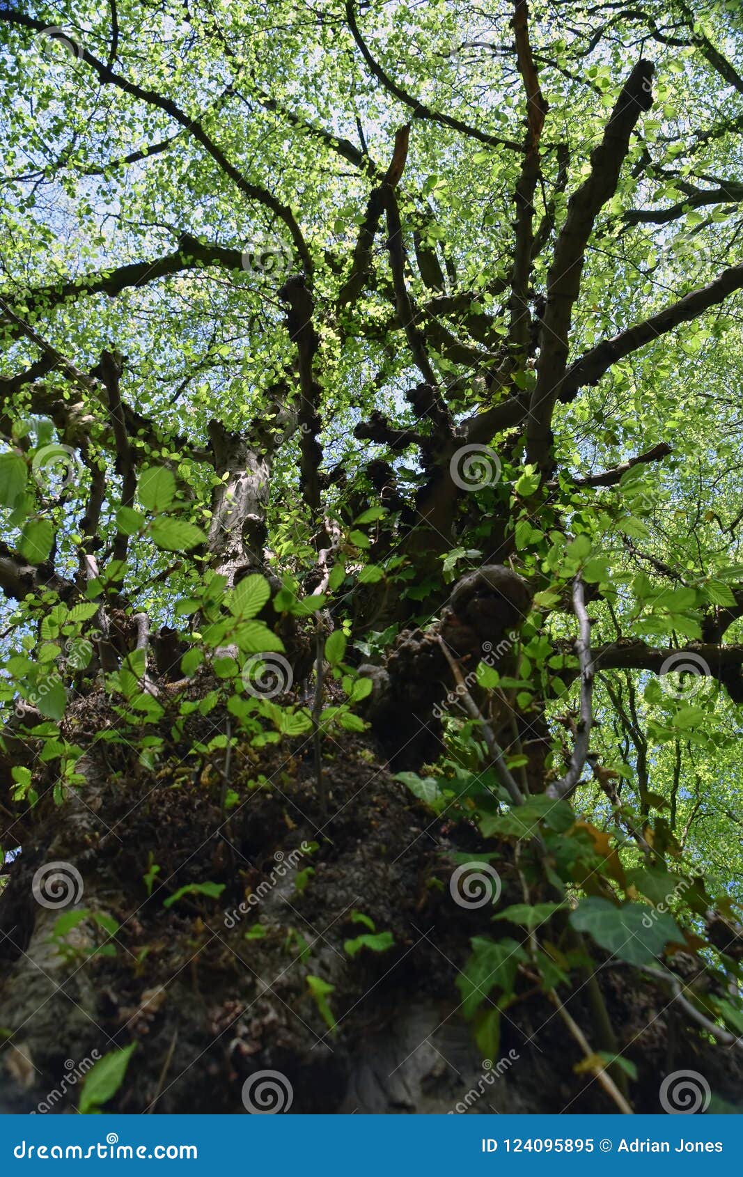 Epping Forest, England stock image. Image of road, grass - 124095895