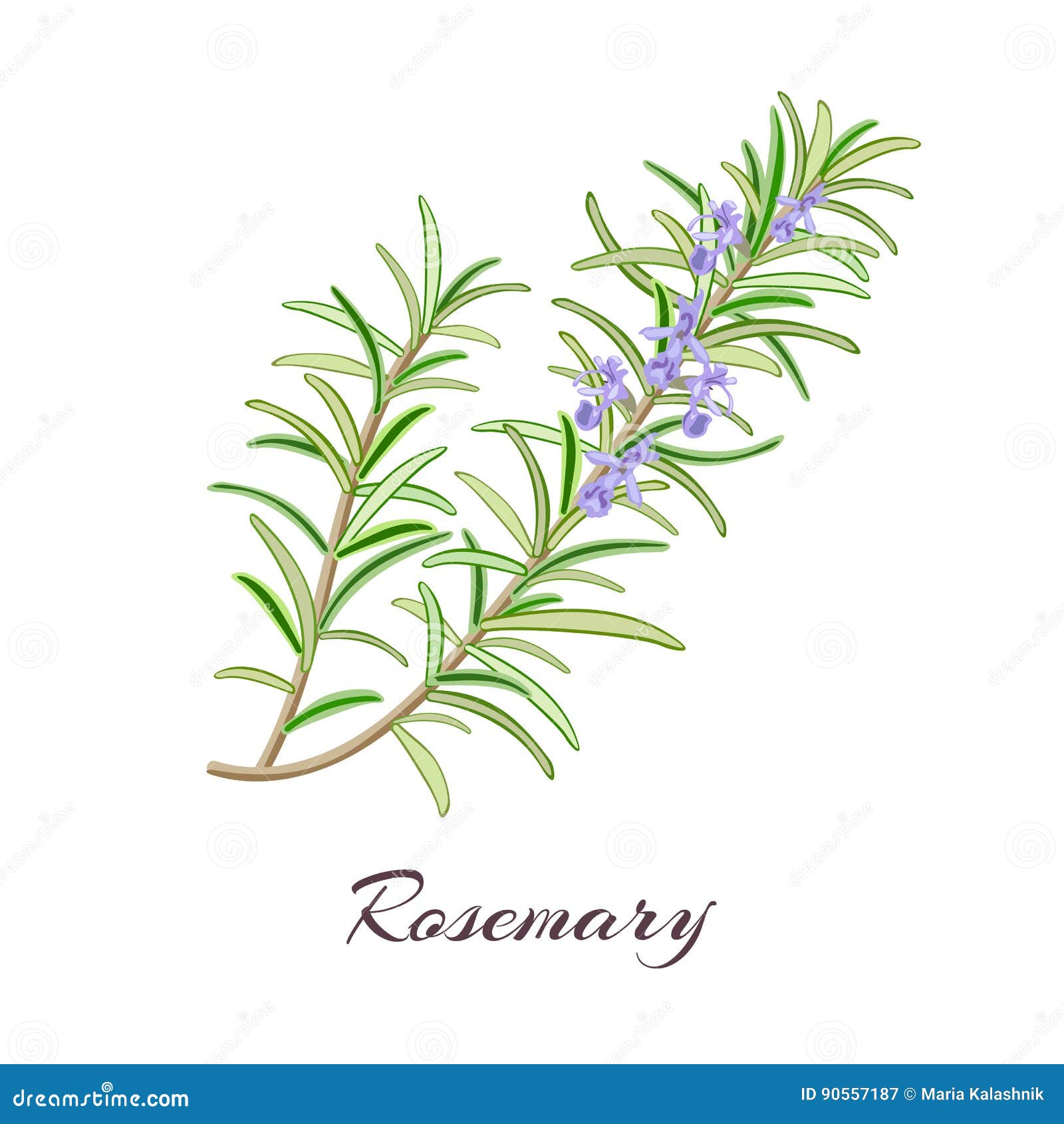 +EPS Rosemary Icon Selectieve Nadruk Vector Illustratie - Illustration ...