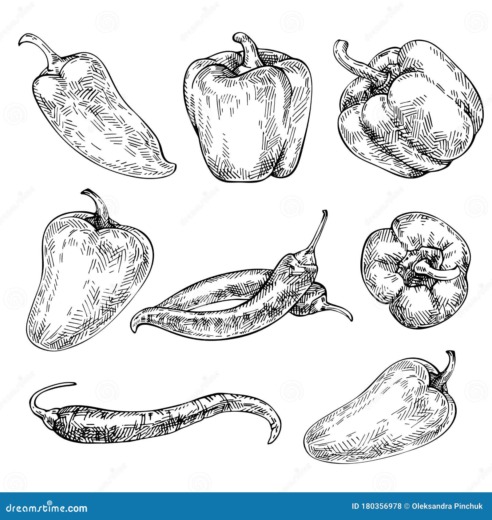 Pepper Hand Draw Vintage Clip Art Isolated On White Background Vector ...