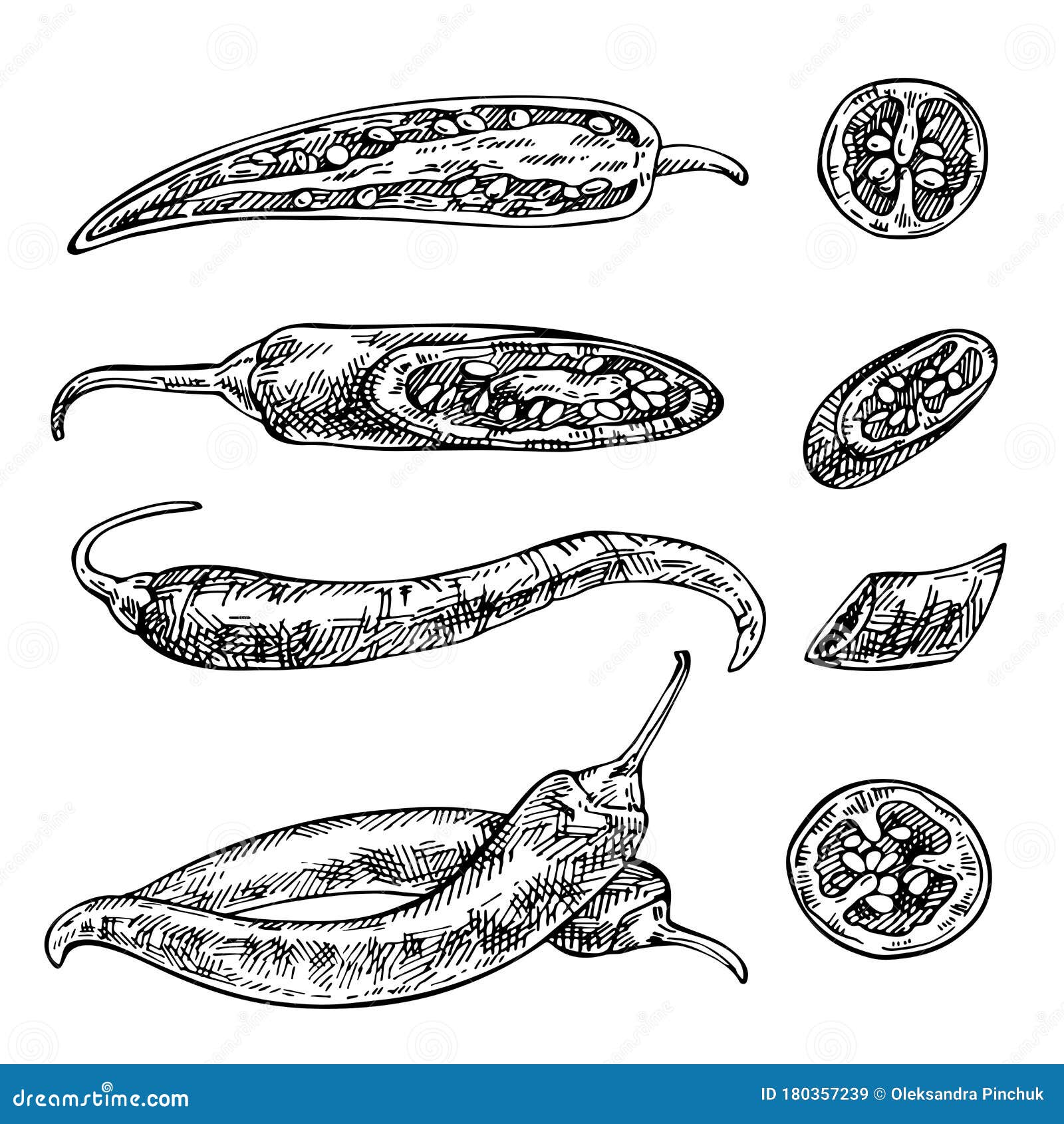 Hand Drawn Chilli Pepper. Sketch Ripe and Sliced Peppers Stock ...