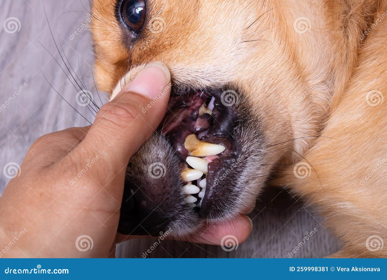Dog Mouth Swelling Stock Photos - Free & Royalty-Free Stock Photos from ...