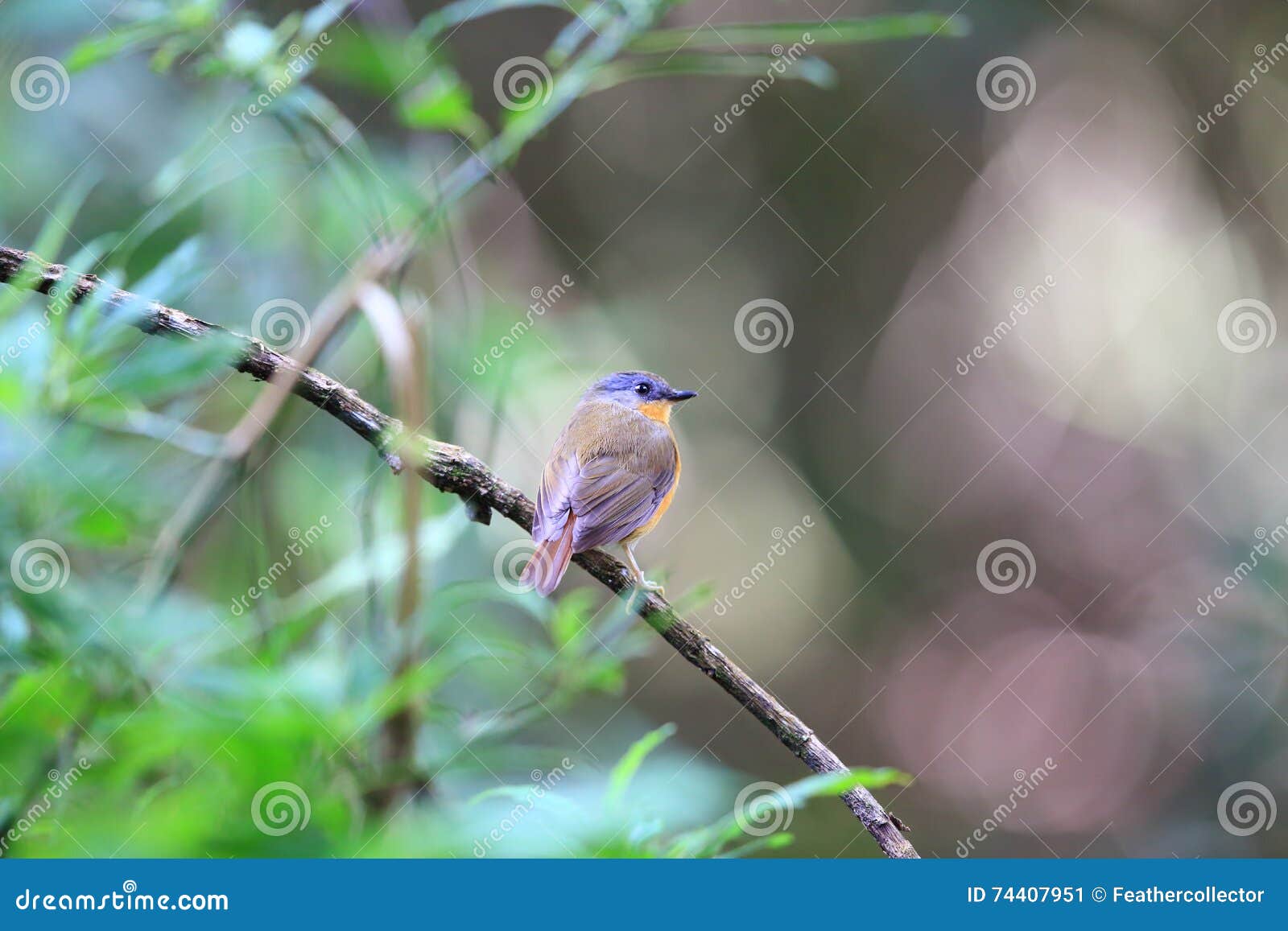 Equatorial Akalat stock image. Image of wildlife, akalat - 74407951