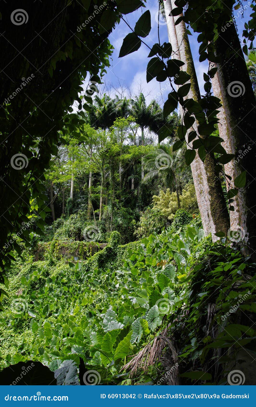 The equatorial forest stock photo. Image of mahe, cloudy - 60913042