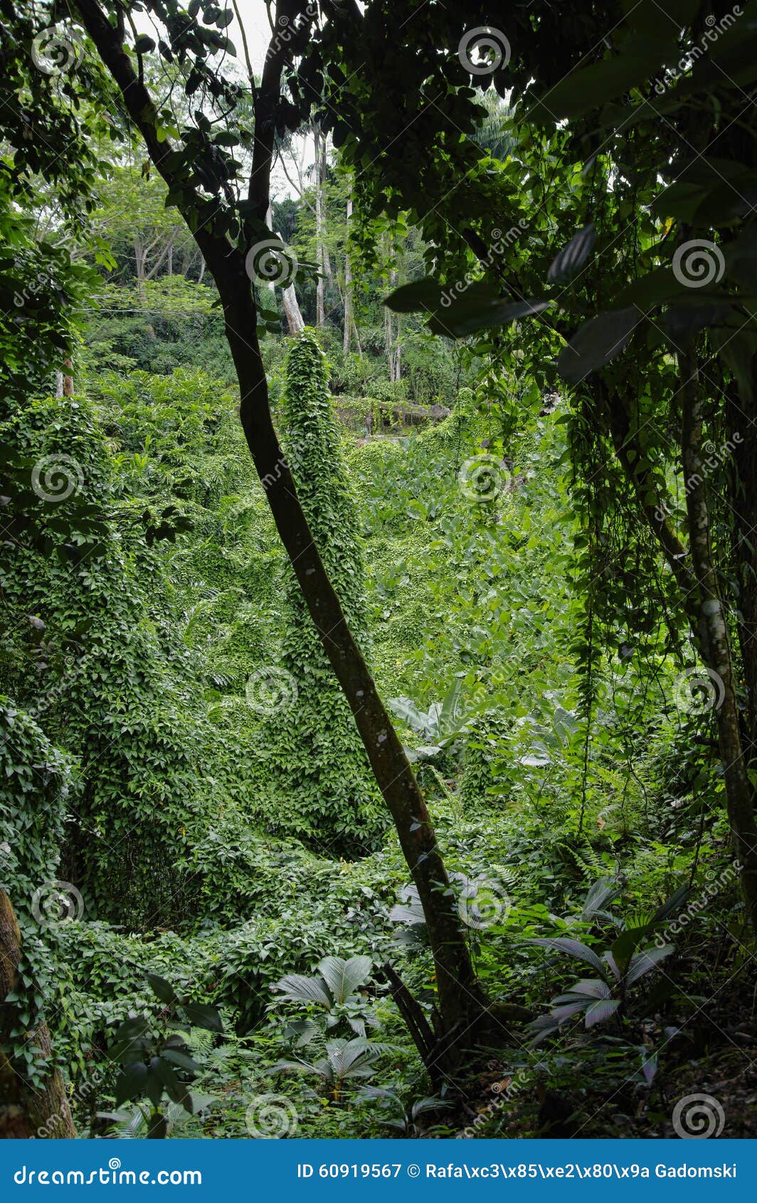 The equatorial forest stock image. Image of equatorial - 60919567