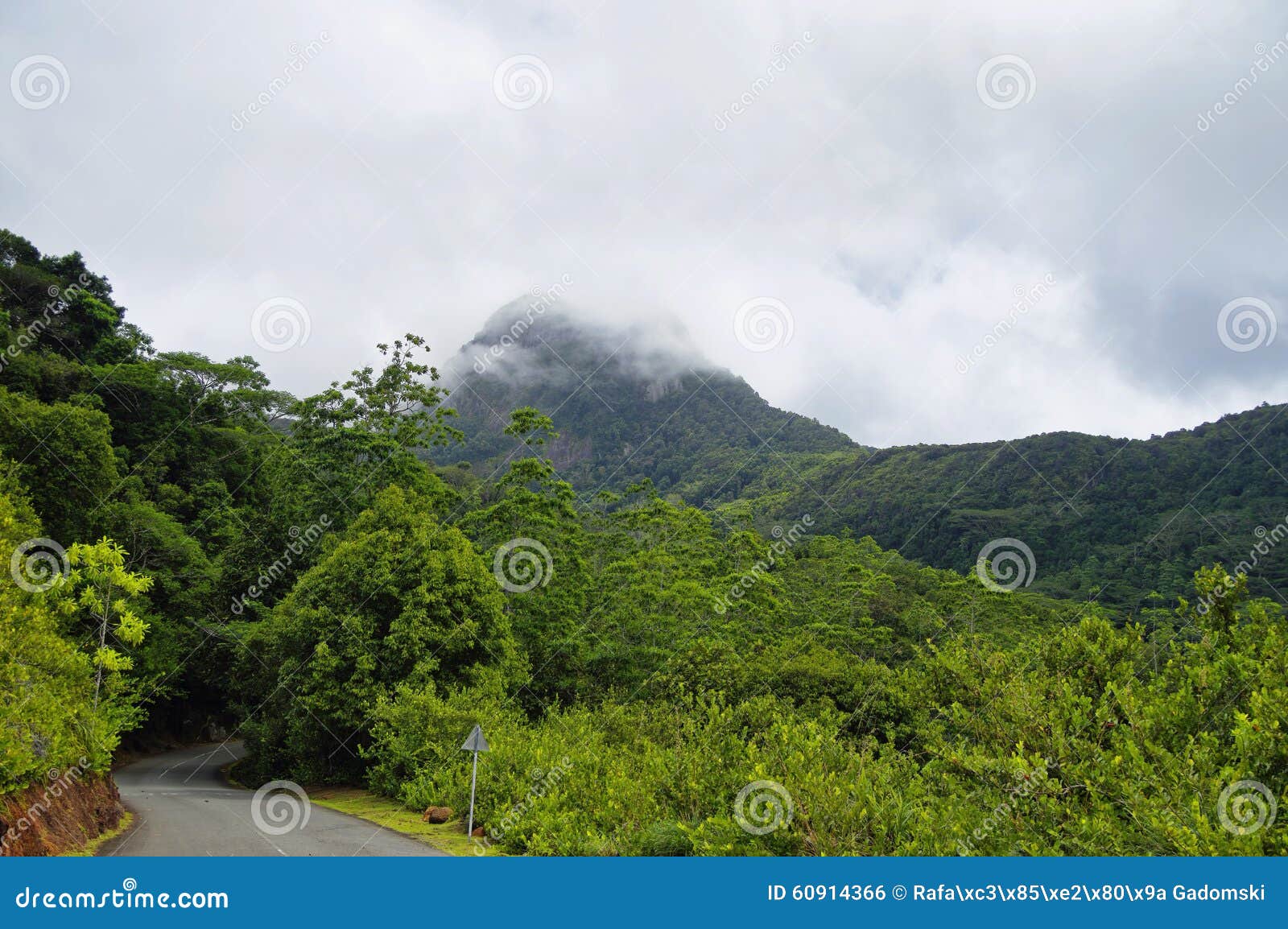 The Equatorial Forest, Mahe, Seychelles Stock Photo - Image of ...