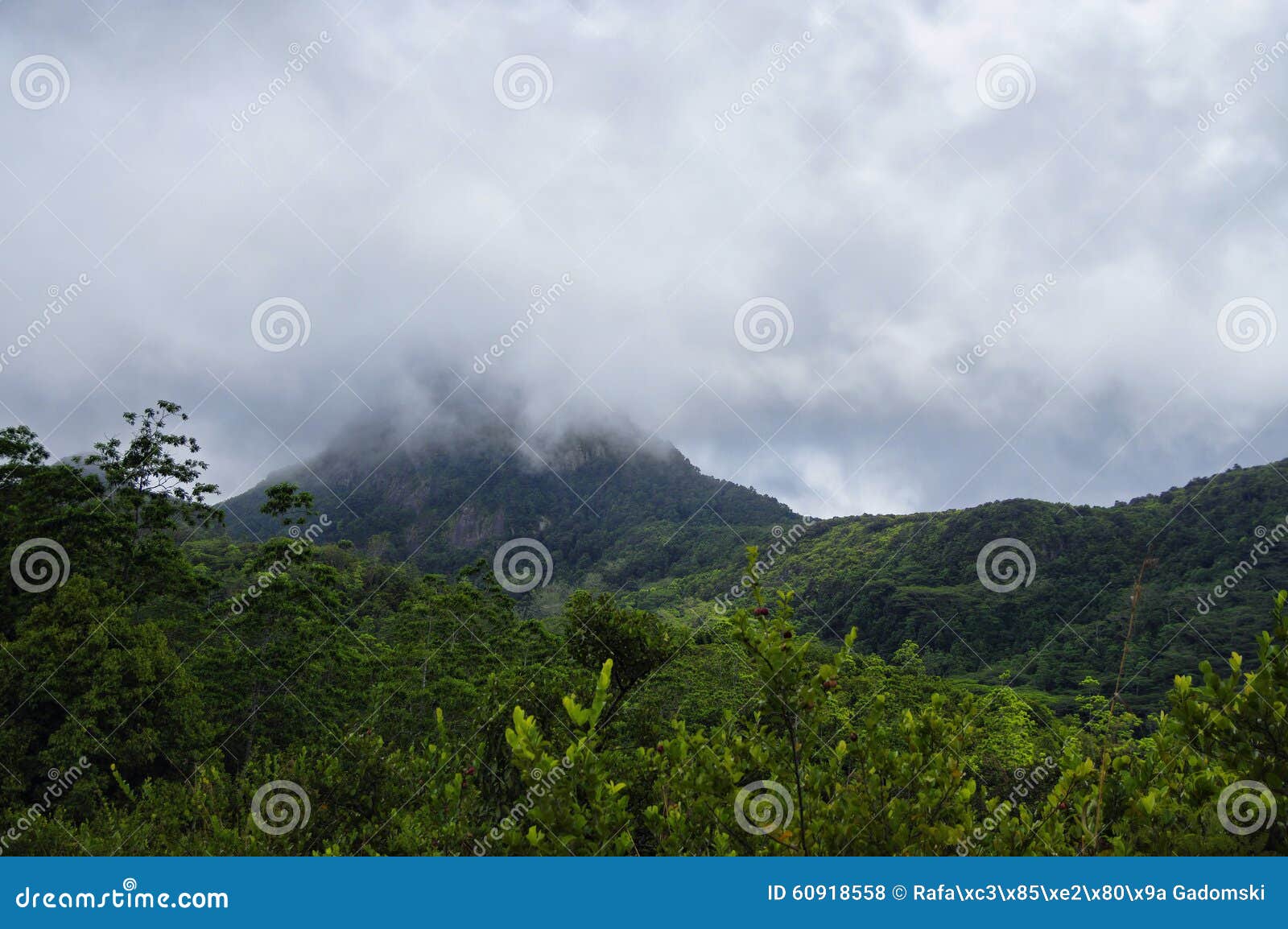 The Equatorial Forest, Mahe, Seychelles Stock Photo - Image of ...