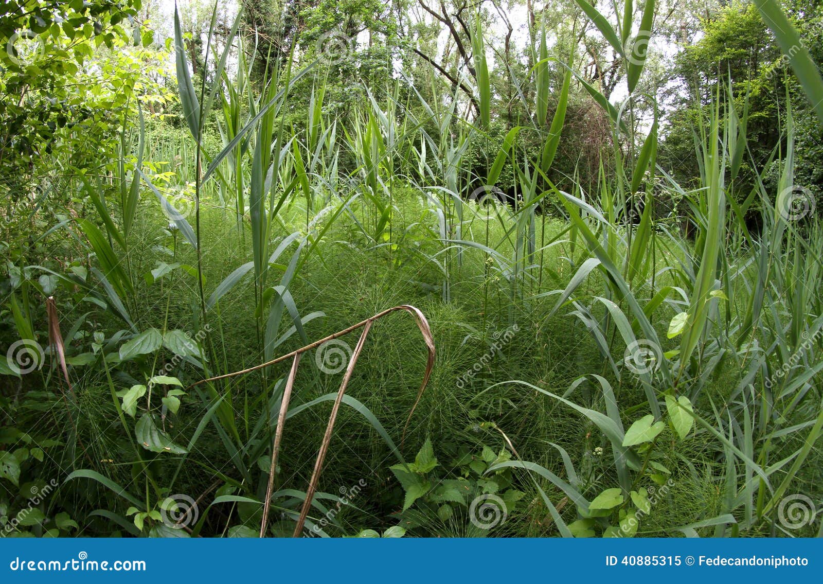 Equatorial Tropical Climate Undergrowth with Very Ancient Plants Stock ...