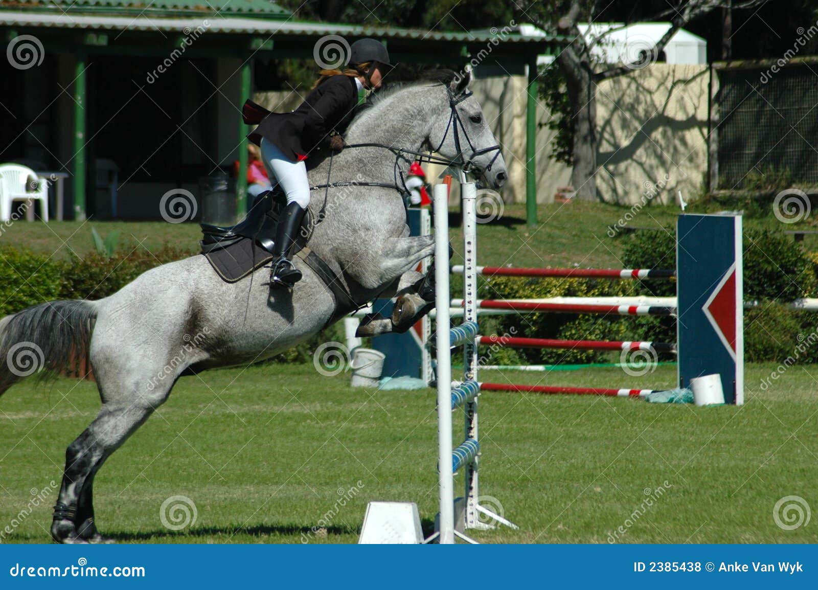 Equestre foto de stock. Imagem de animal, passatempos - 2385438