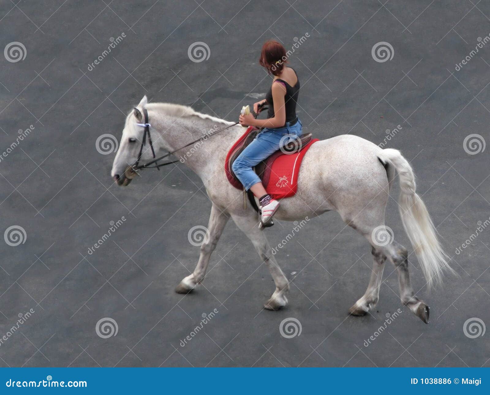 Equestrian stock photo. Image of rider, domesticated, horse - 1038886