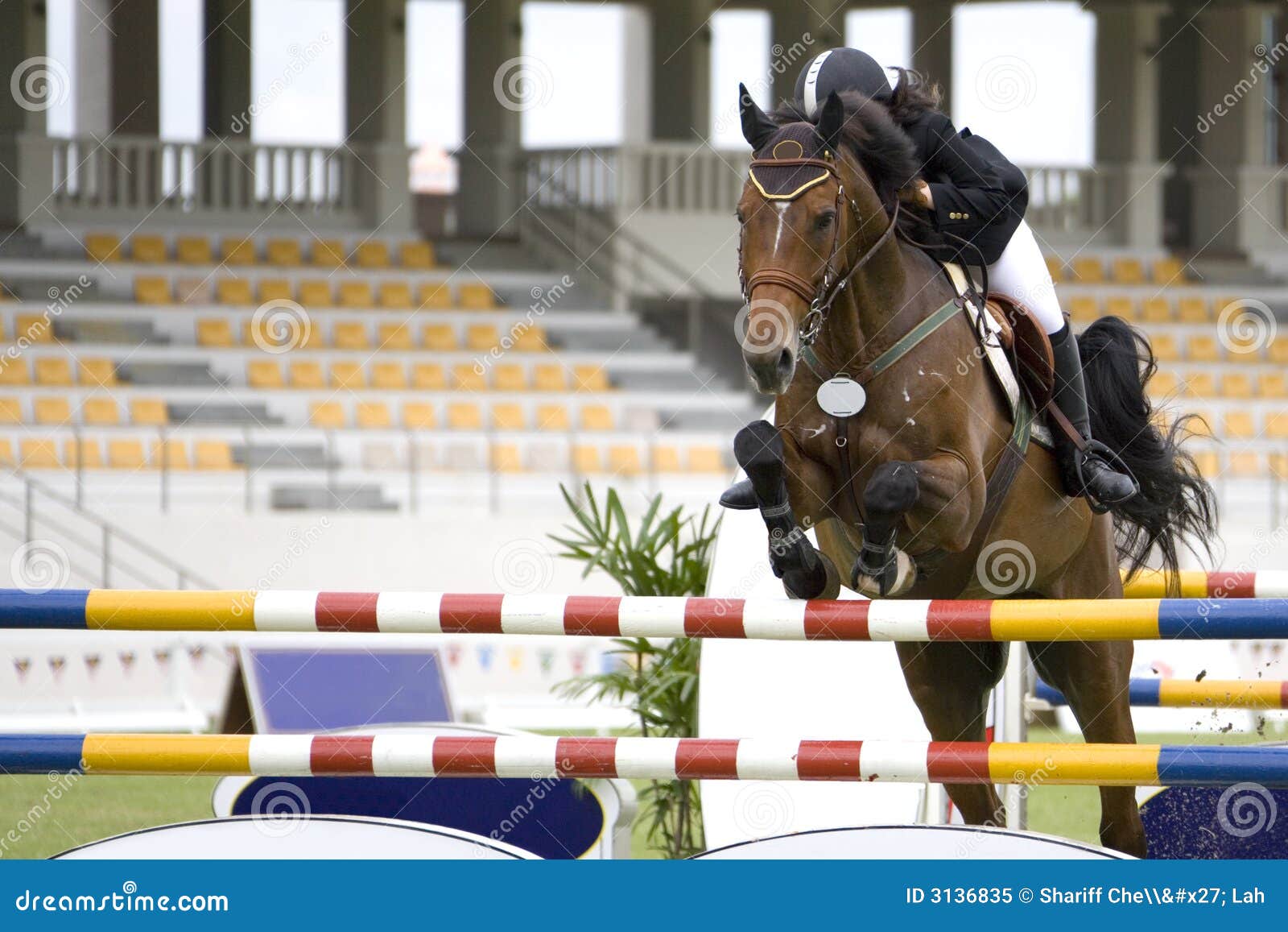 Equestrian stock image. Image of animal, compete, grass - 3136835