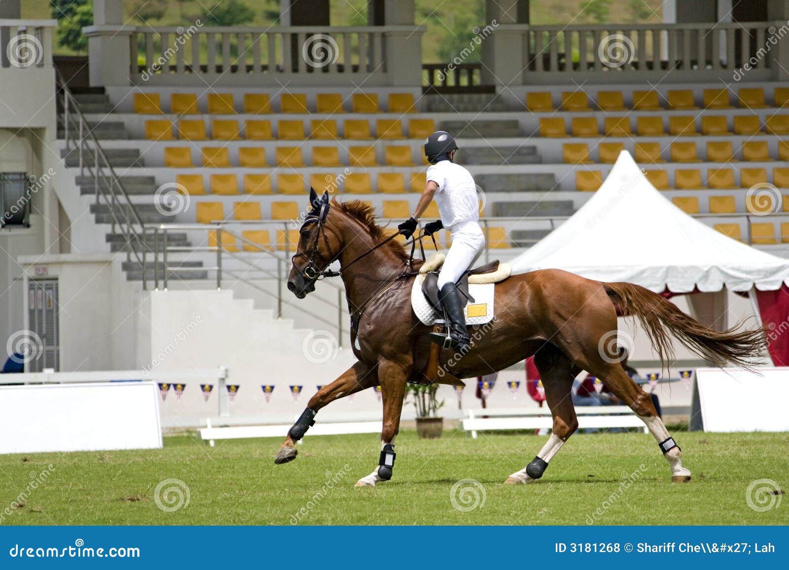 Equestrian stock photo. Image of equestrian, health, animal - 3181268