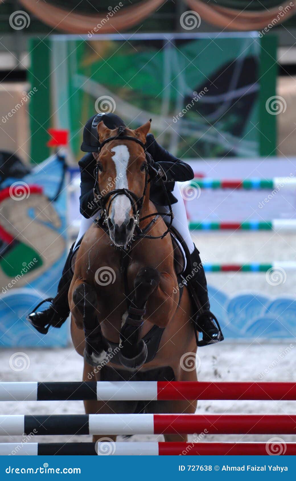 Equestrian stock photo. Image of breed, equestrian, tersk - 727638