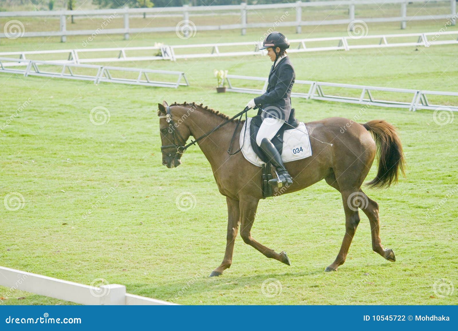 Equestrian Dressage editorial photography. Image of equestrian - 10545722