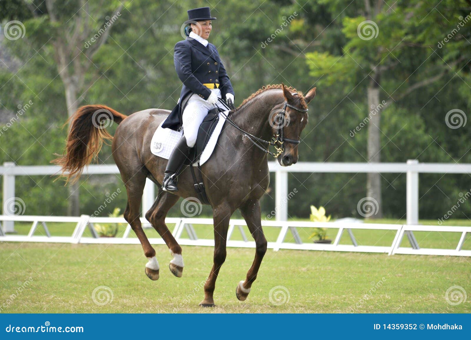 Equestrian Dressage editorial photography. Image of horseback - 14359352