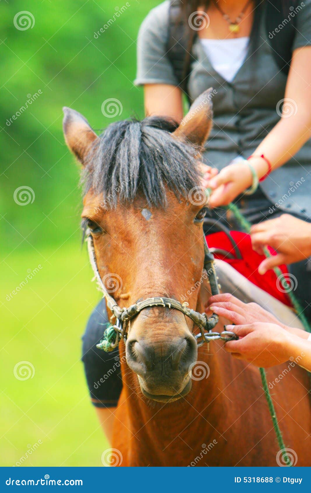 The Equestrian Japanese Girl Stock Photo - Image of friend, animal: 5318688