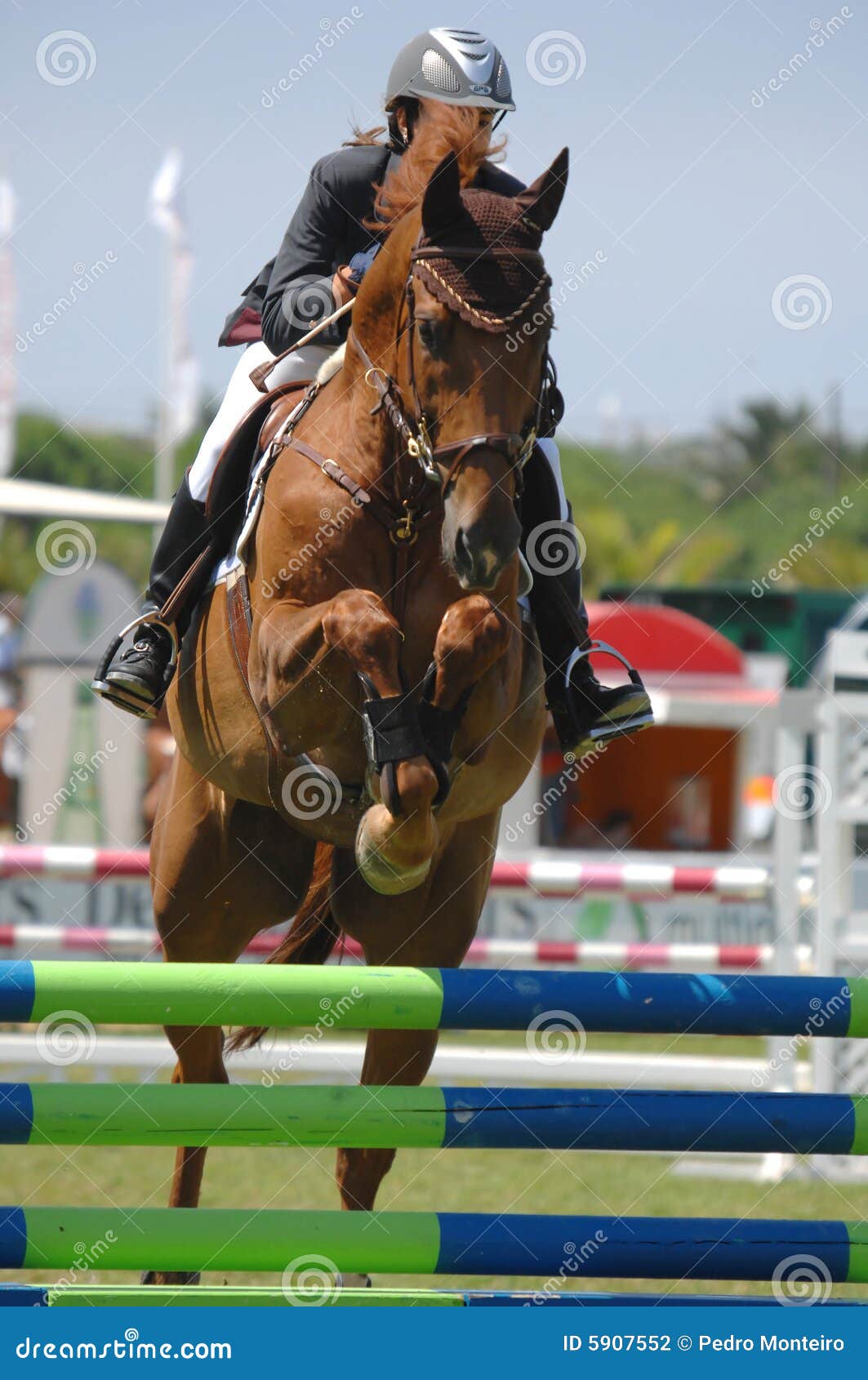 Equestrian Show Jumping editorial photography. Image of bootsgallop ...