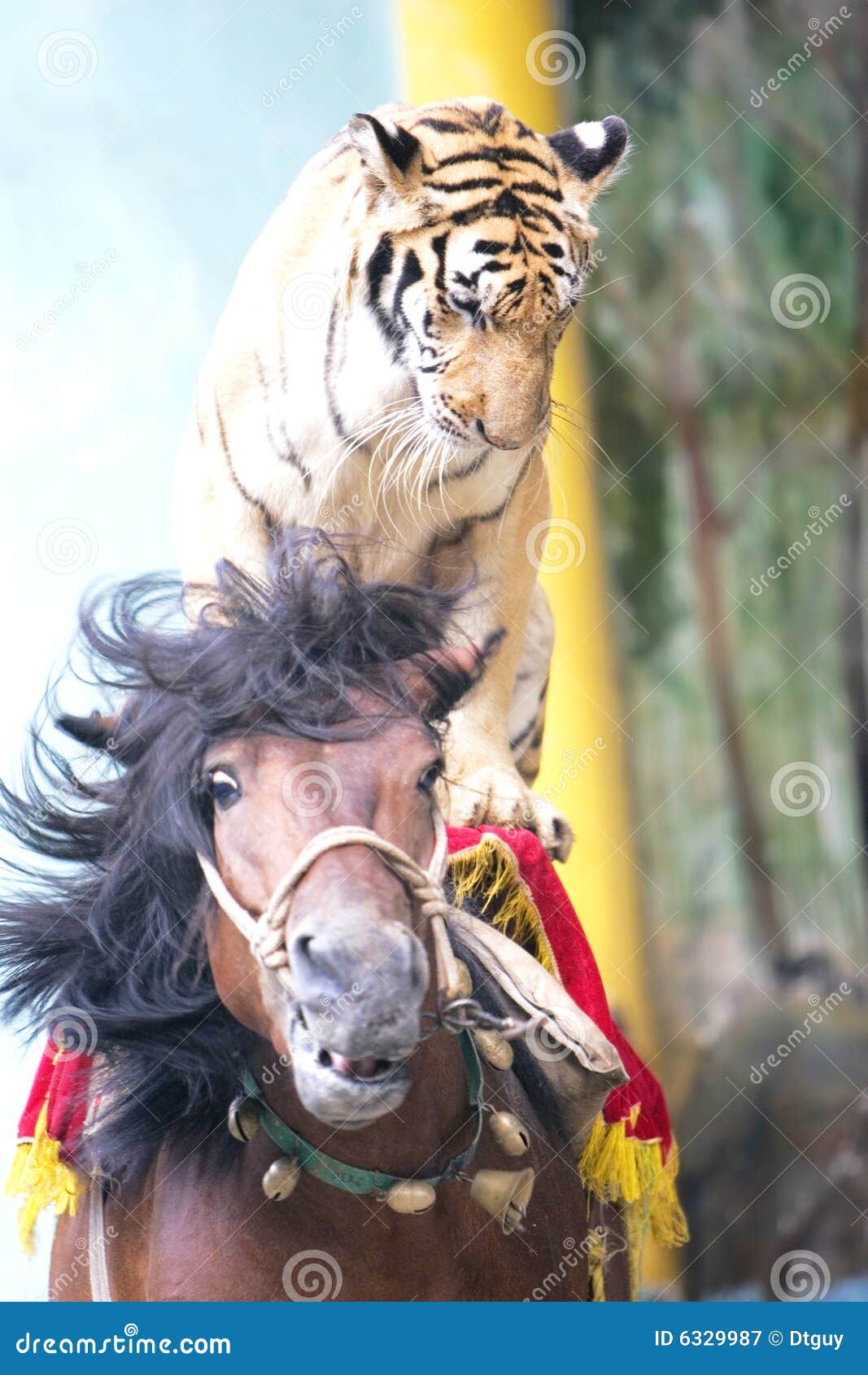 The Equestrian Tiger Of Circus Stock Image - Image of domestication ...
