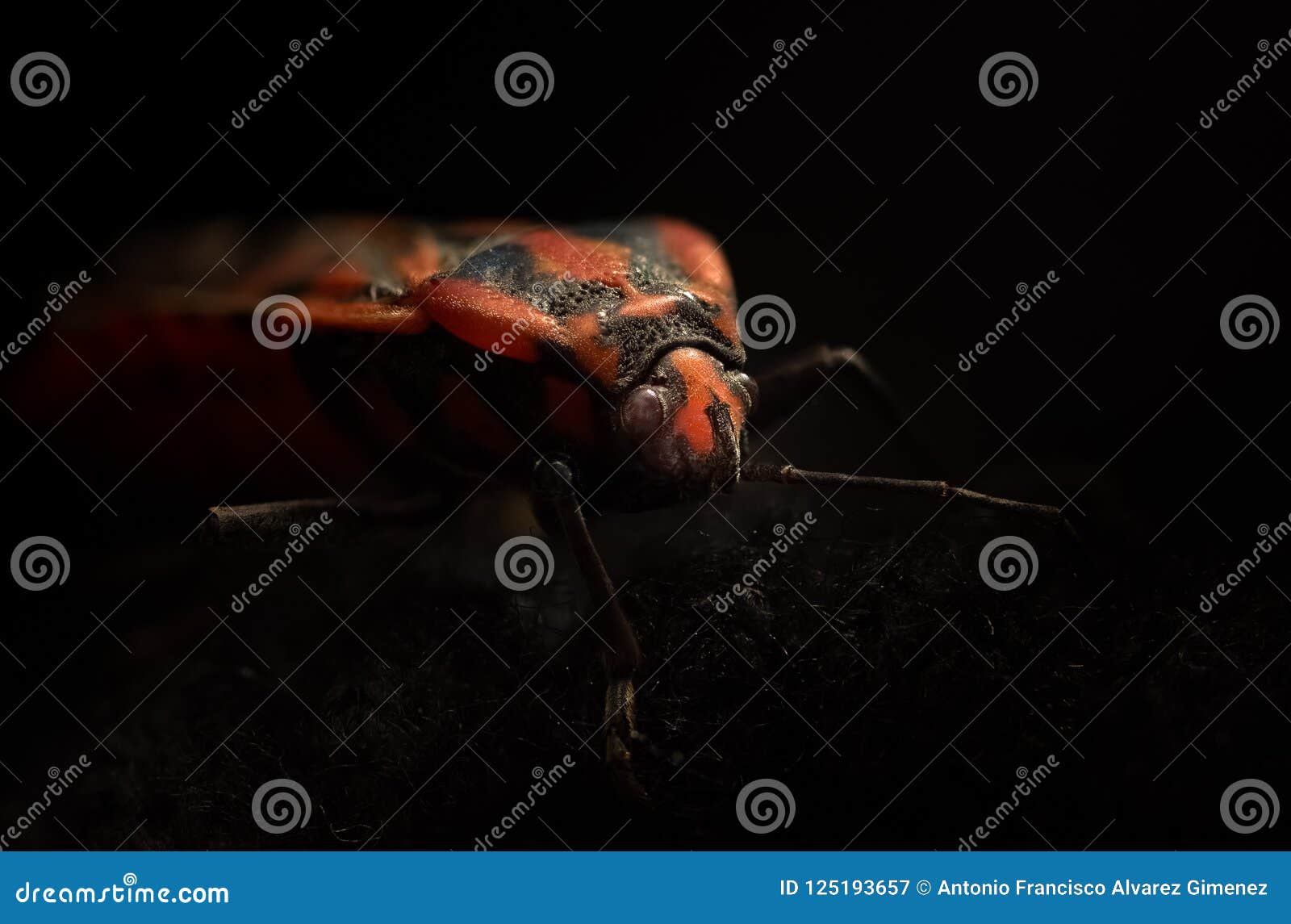 Equestris De Lygaeus - Insect Stock Image - Image of macro, equestris ...