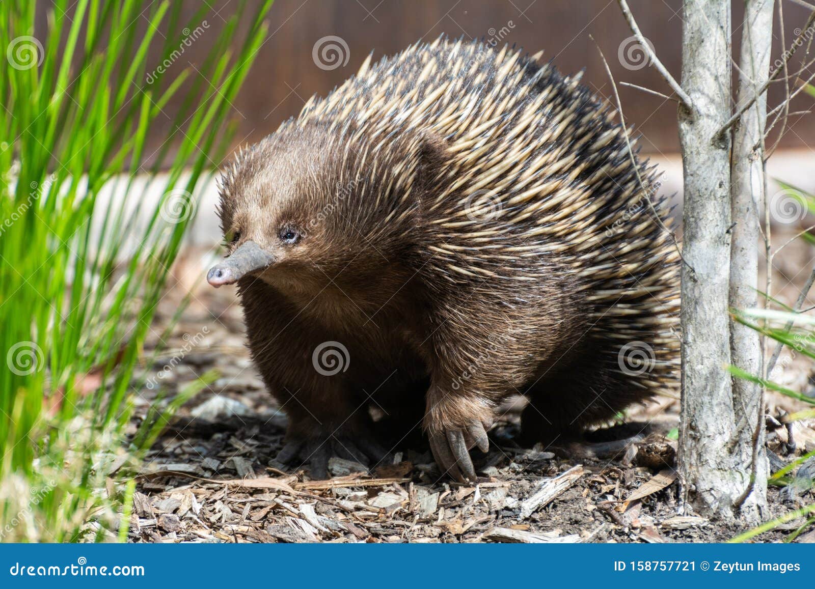 Equidna Tachyglossus Aculeatus Imagen de archivo - Imagen de hormiga ...