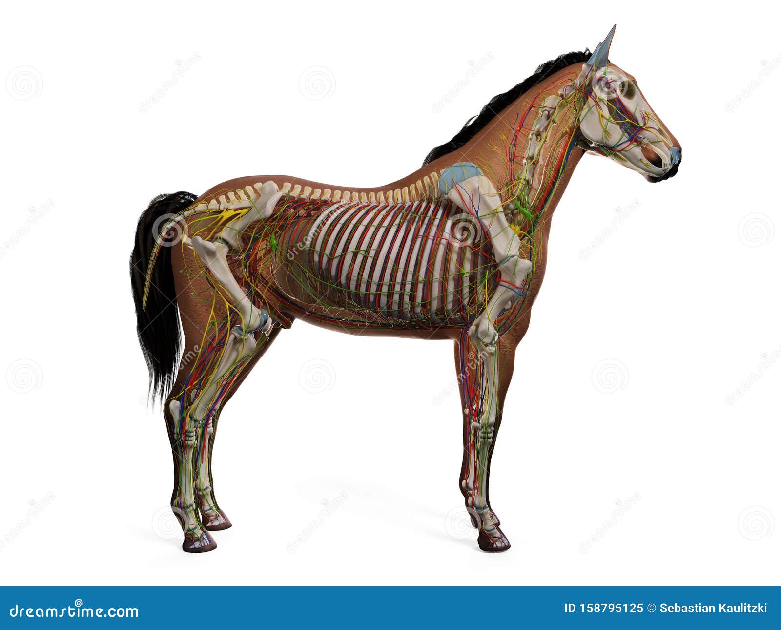The equine anatomy stock illustration. Illustration of organs - 158795125