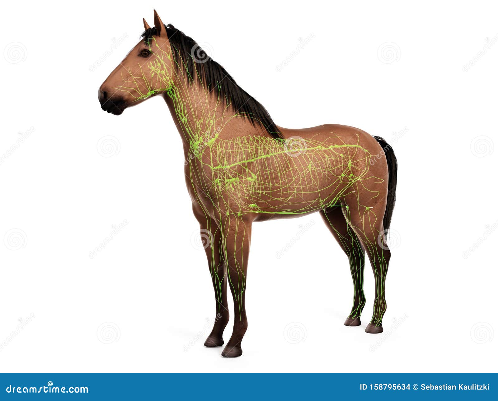 The equine anatomy stock illustration. Illustration of equine - 158795634