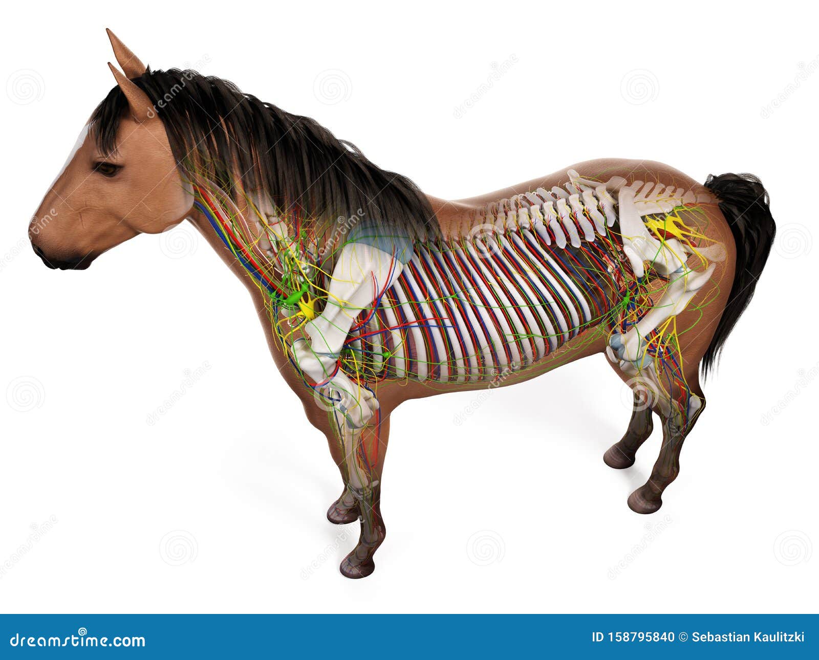 The equine anatomy stock illustration. Illustration of rendered - 158795840