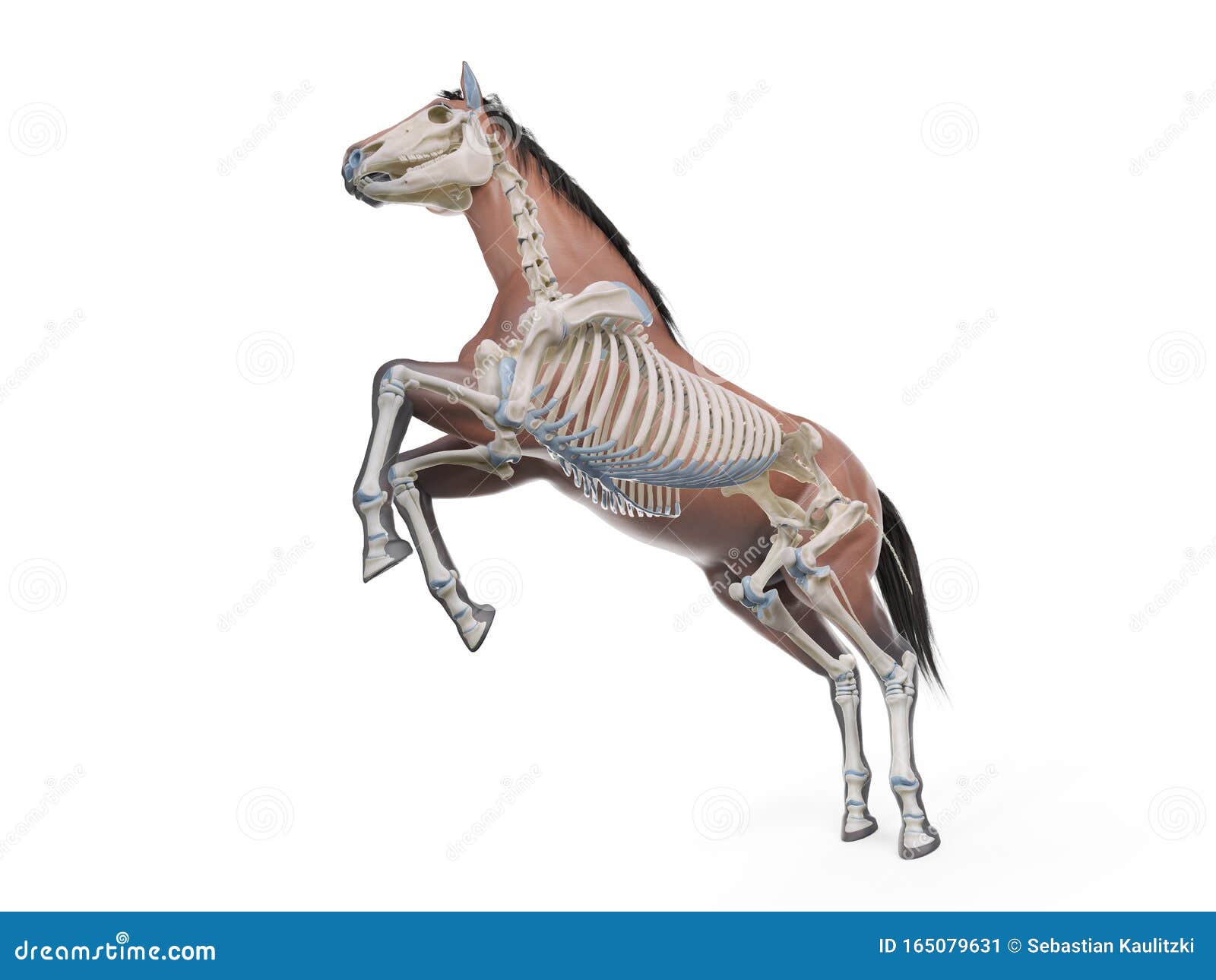 The Equine Anatomy - The Integumentary System Stock Illustration ...