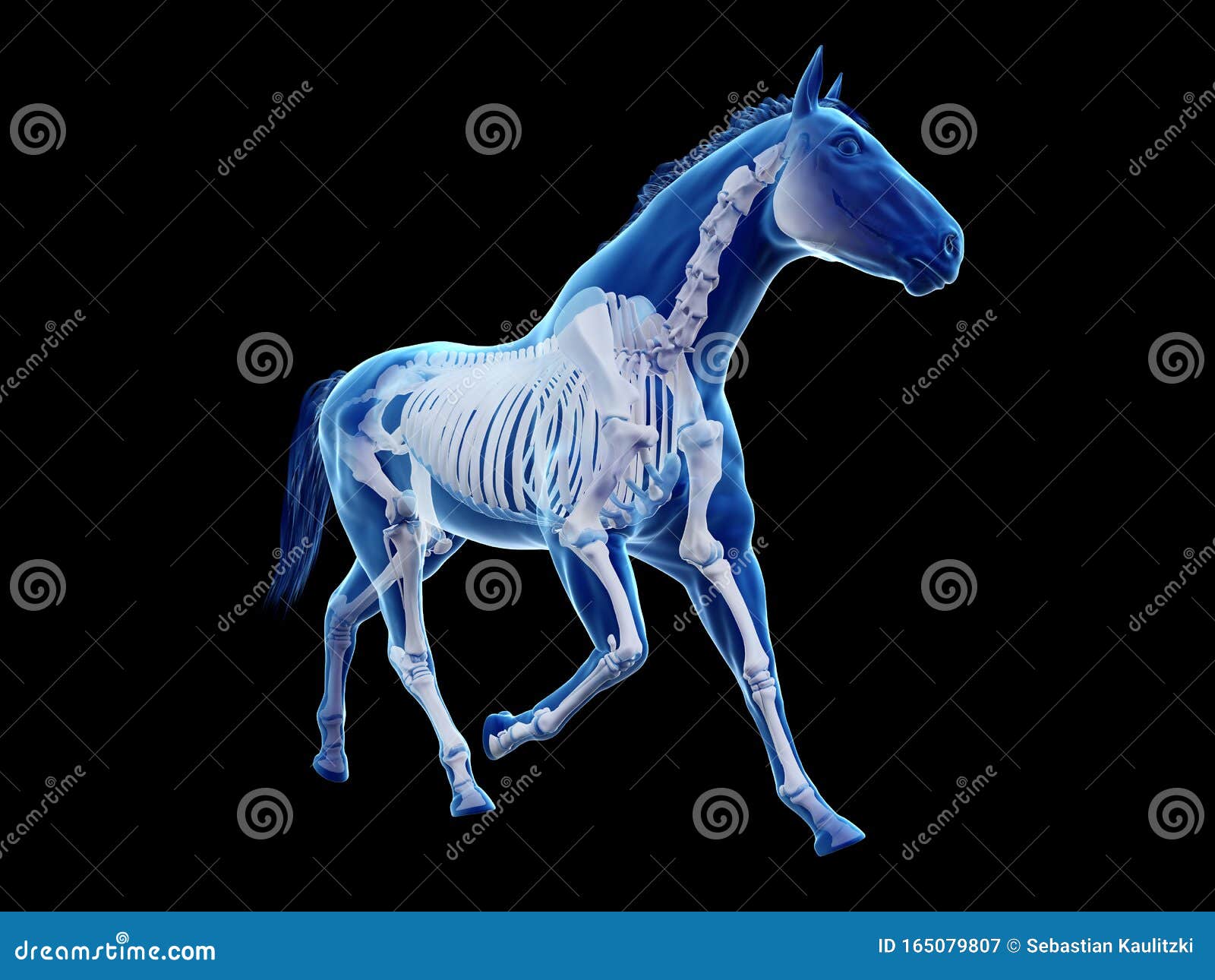 The Equine Anatomy - the Skeleton Stock Illustration - Illustration of ...