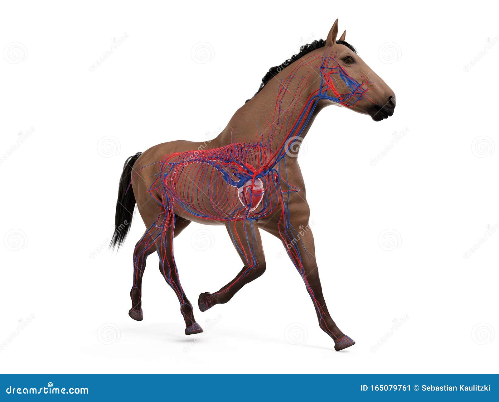 The Equine Anatomy - the Vascular System Stock Illustration ...