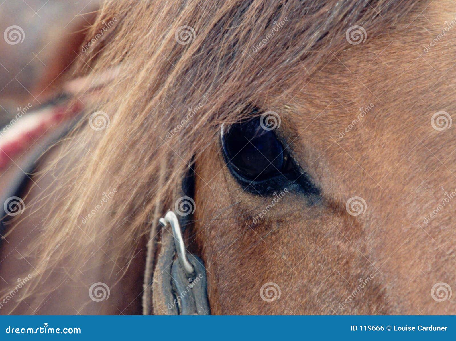 Equine Eye stock photo. Image of penning, alberta, bridle - 119666