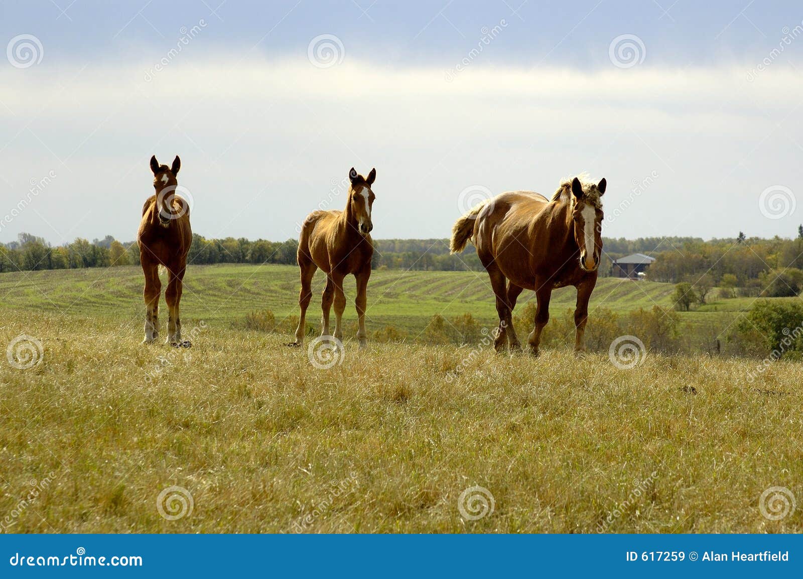 Equine Family on Hill stock image. Image of meadow, proud - 617259