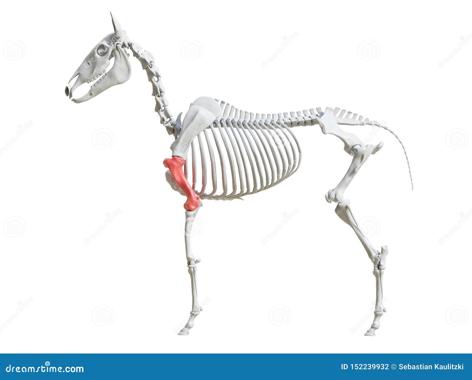 The Equine Skeleton - Humerus Stock Illustration - Illustration of ...
