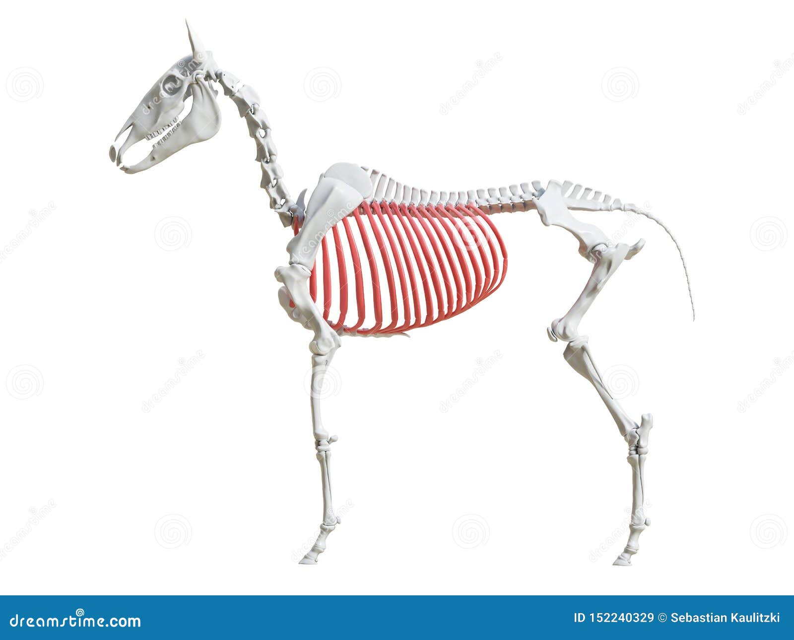 The equine skeleton - ribs stock illustration. Illustration of health ...