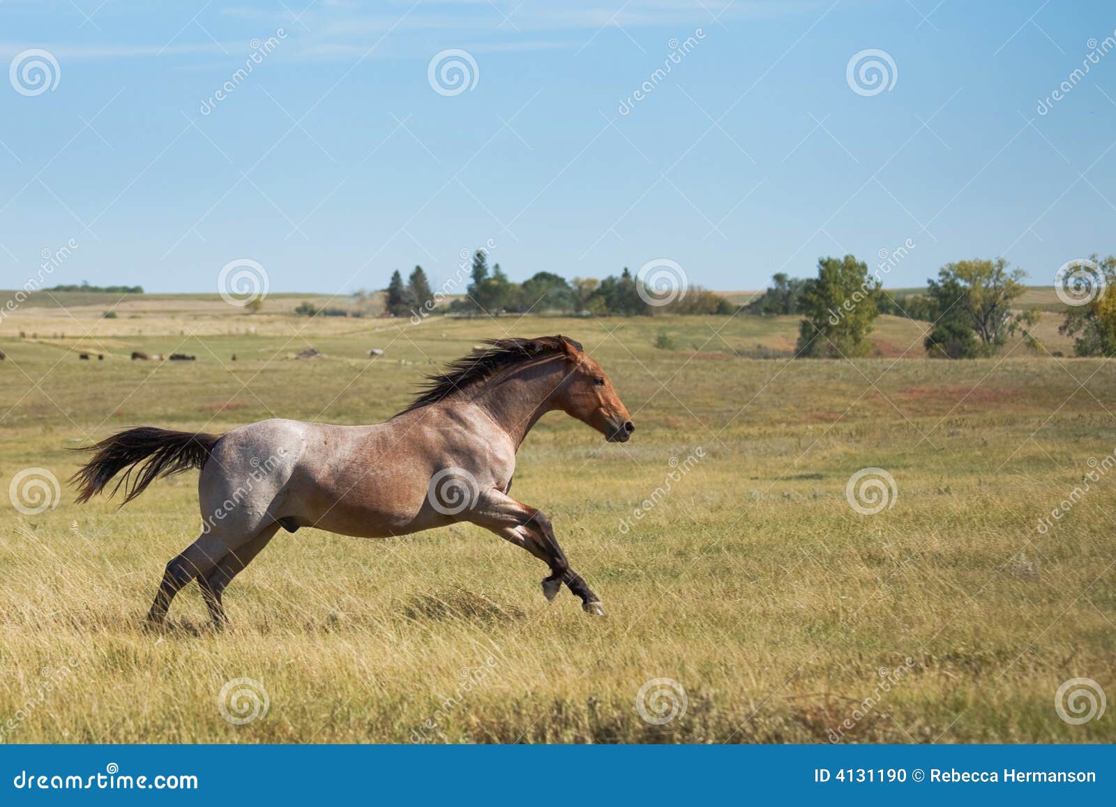 Equine Spirit horse stock photo. Image of equine, quick - 4131190