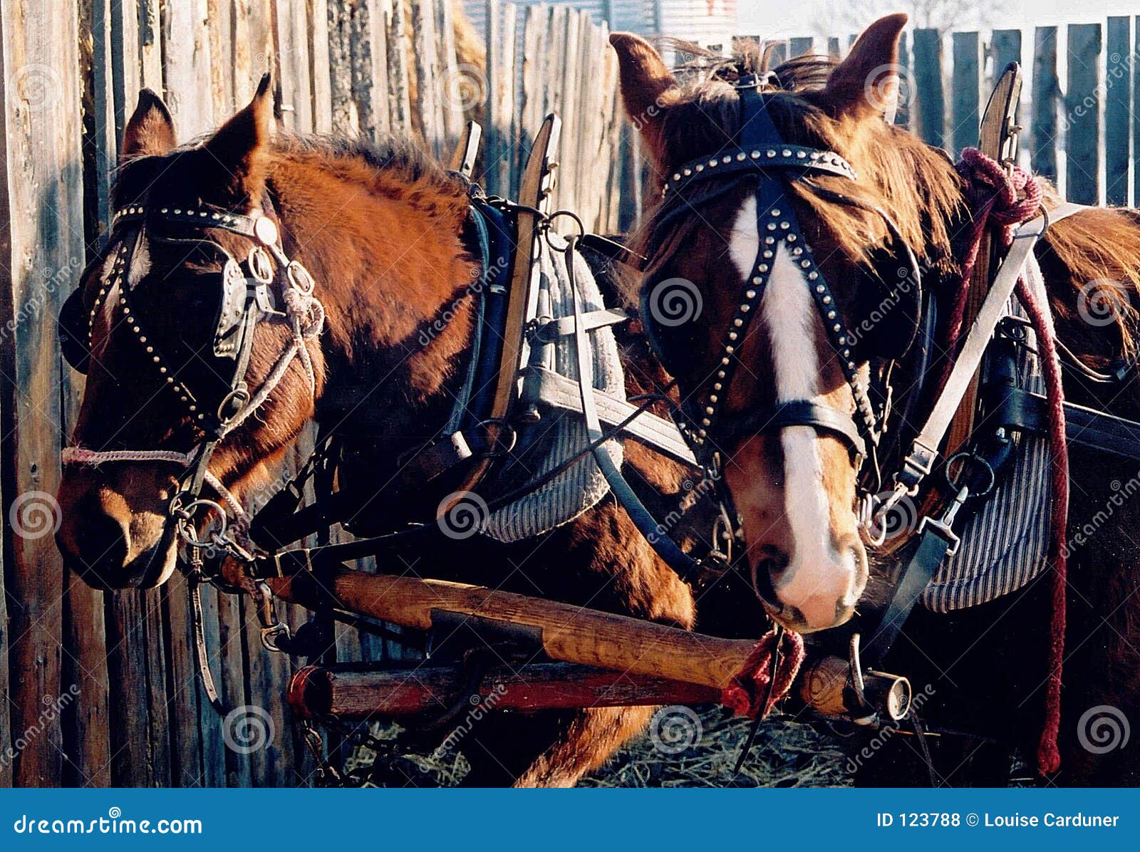 Equine Team stock photo. Image of team, horses, sorrel - 123788