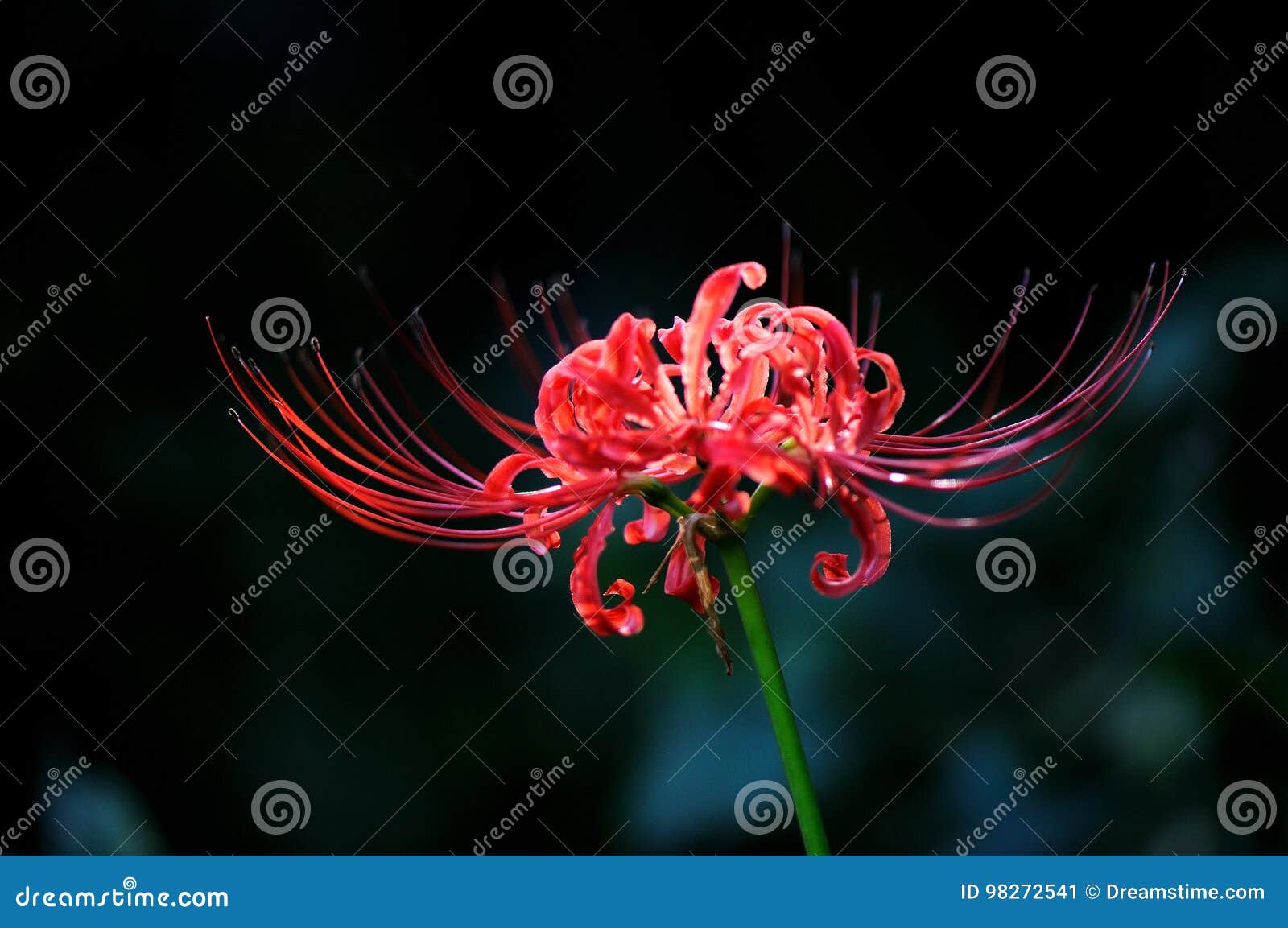 Equinox Flower stock image. Image of close, lens, leaves - 98272541