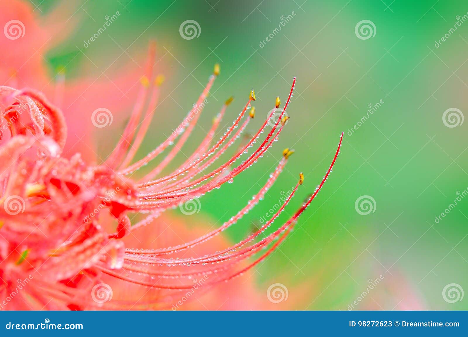 Equinox Flower stock image. Image of pure, equinox, green - 98272623