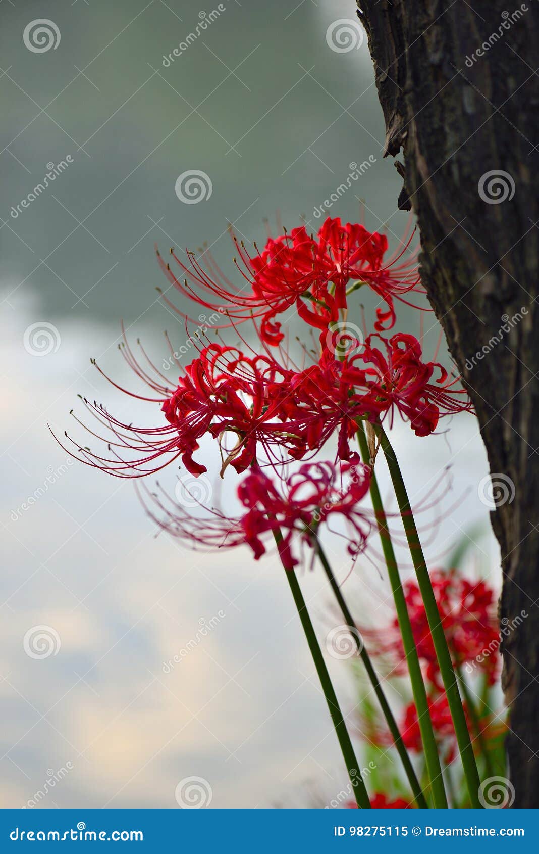 Equinox Flower stock image. Image of green, pure, equinox - 98275115