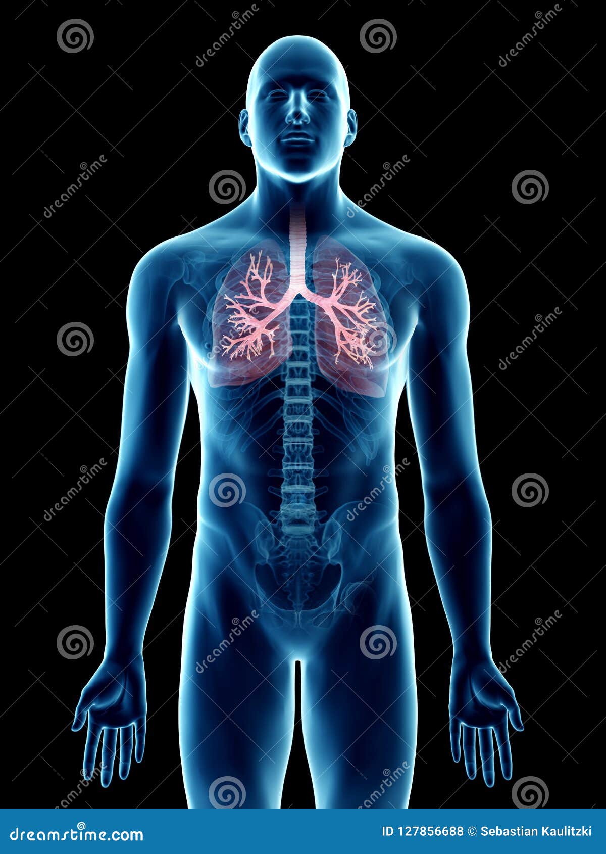 Equipaggia i bronchi illustrazione di stock. Illustrazione di uomo ...